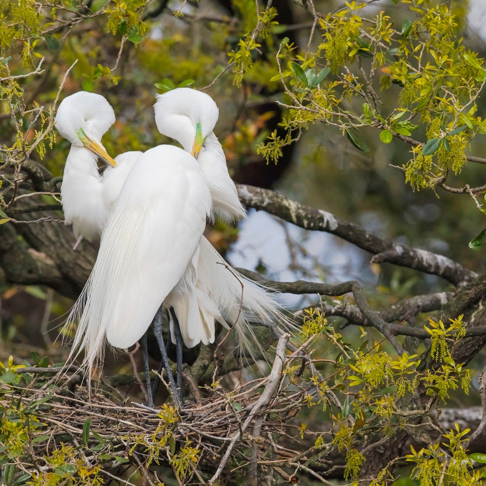 Garza – Inspiration Gallery